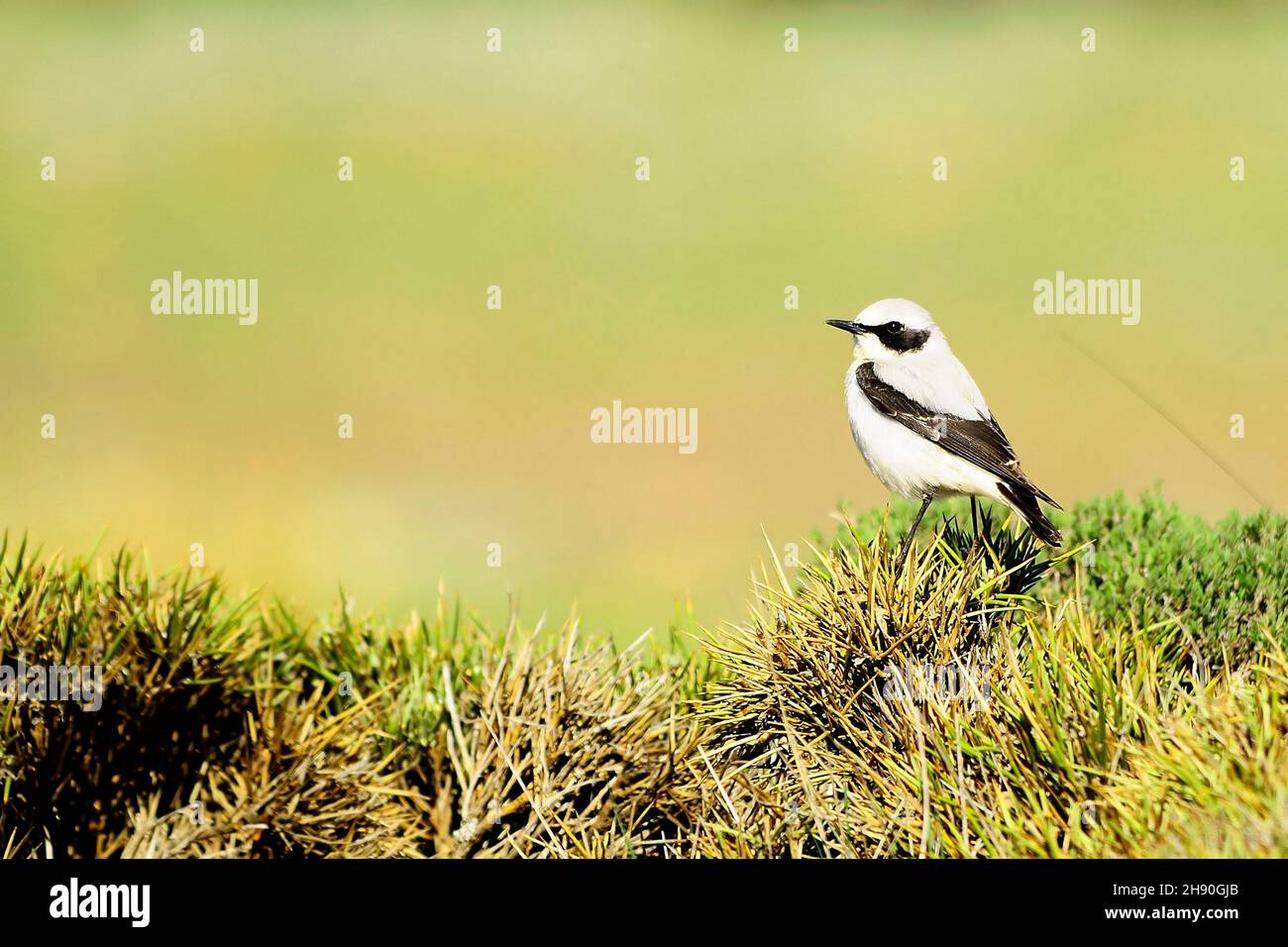 Oenanthe oenanthe - Wheatear is a species of passerine bird in the ...