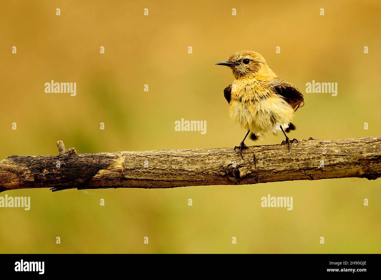 Oenanthe oenanthe - Wheatear is a species of passerine bird in the ...
