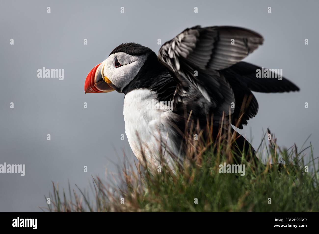 The beautiful, fascinating and endangered Puffin on a cliff in Iceland ...