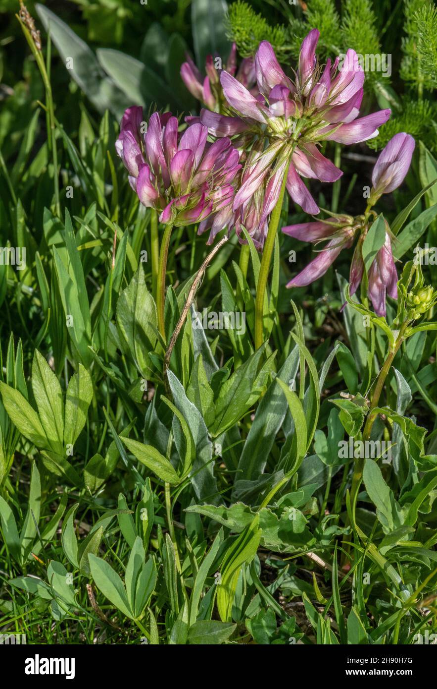 Alpine clover, Trifolium alpinum, in flower in acid upland grassland. Alps Stock Photo - Alamy