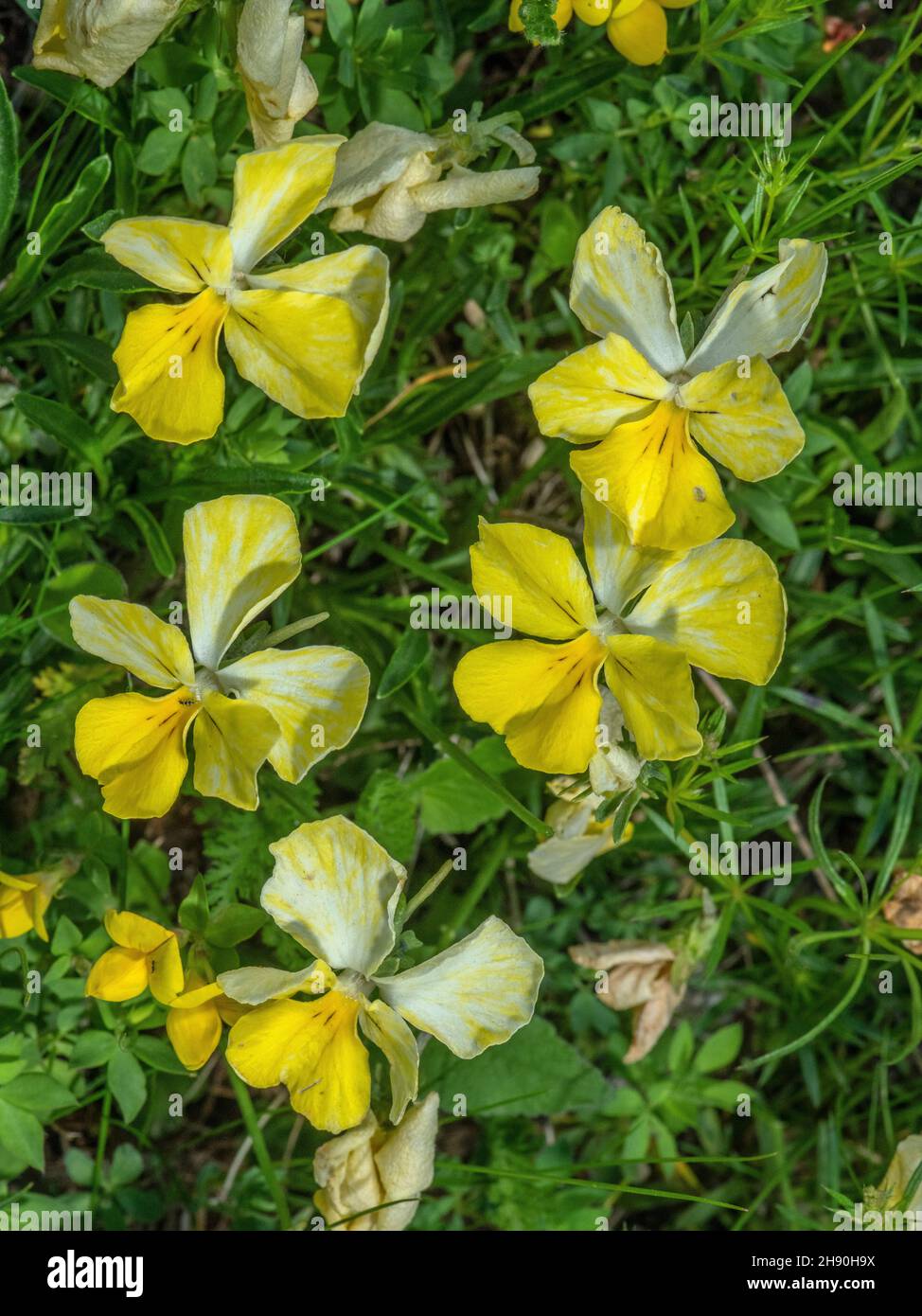 Long Spurred Flowers High Resolution Stock Photography and Images - Alamy