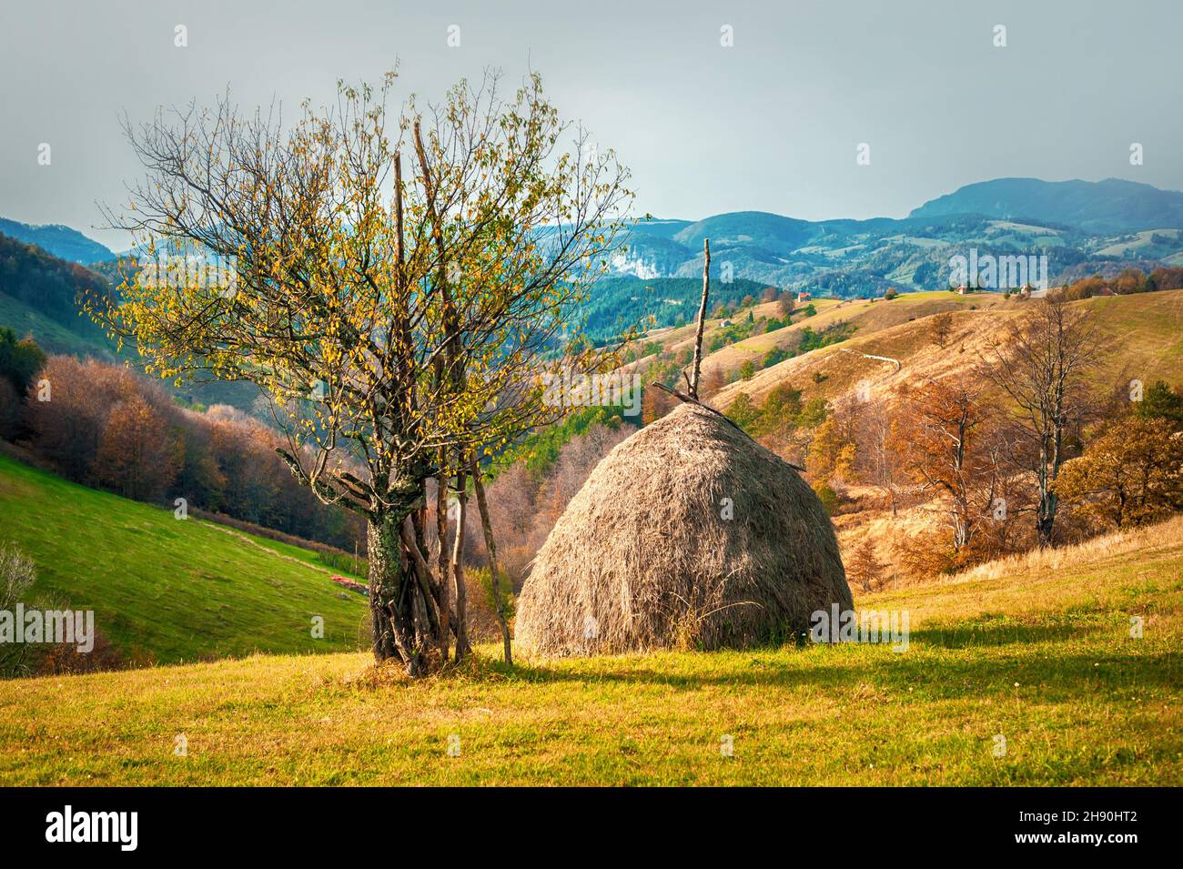 Countryside panorama with haystacks on green meadow, surrounded by ...