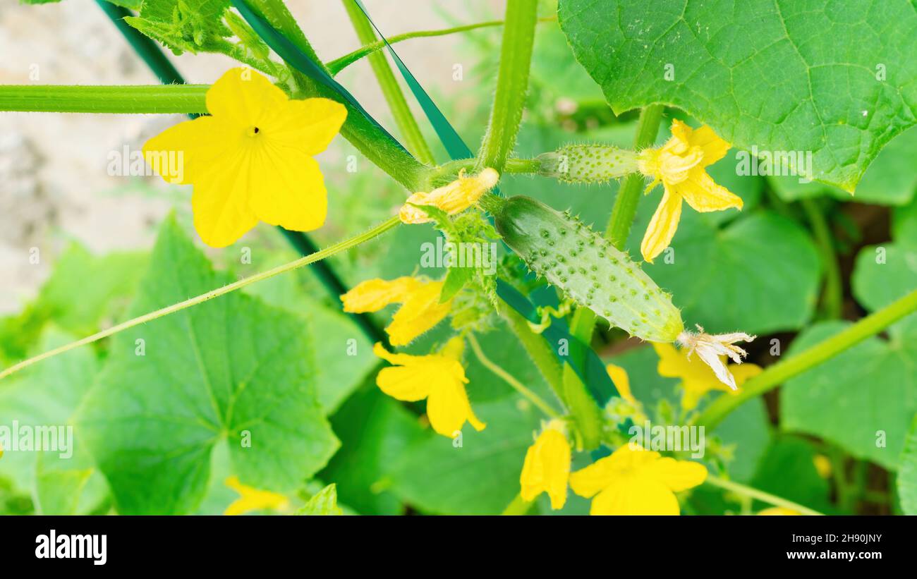 Ovary of cucumbers. Growing of parthenocarpic gherkins on a garter in ...