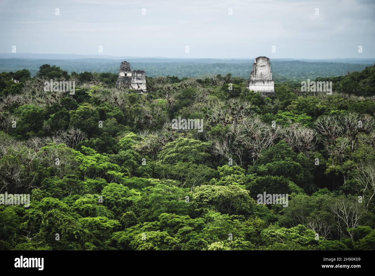 Aerial view on the jungle forest with Maya pyramids reaching out at ...
