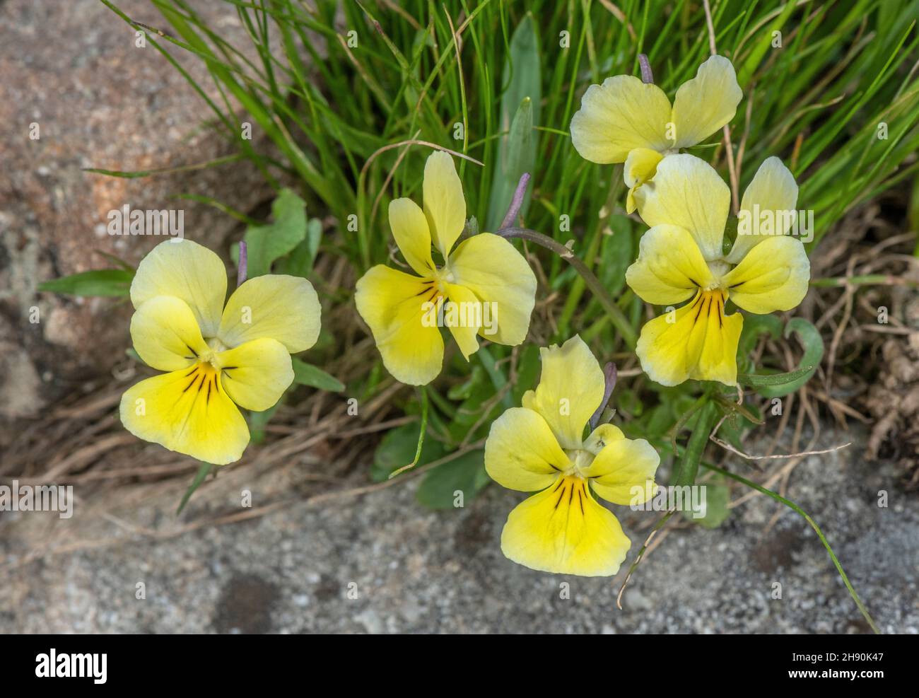 Long Spurred Flowers High Resolution Stock Photography and Images - Alamy