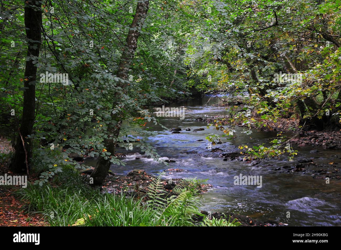 River Teign in Fingle Woods, Dartmoor Stock Photo - Alamy