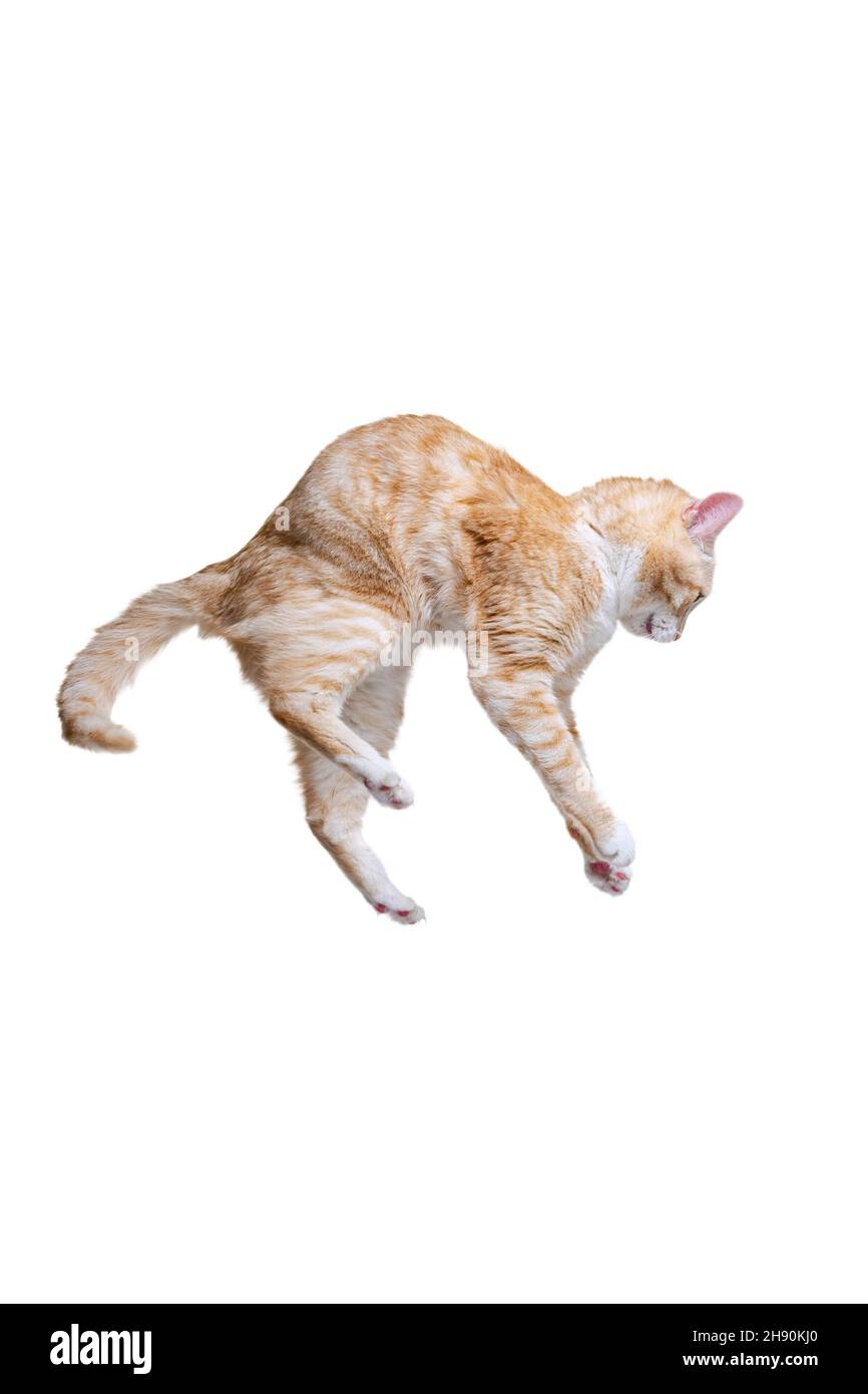 Studio shot of beautiful cute red cat, pet jumping isolated on white ...