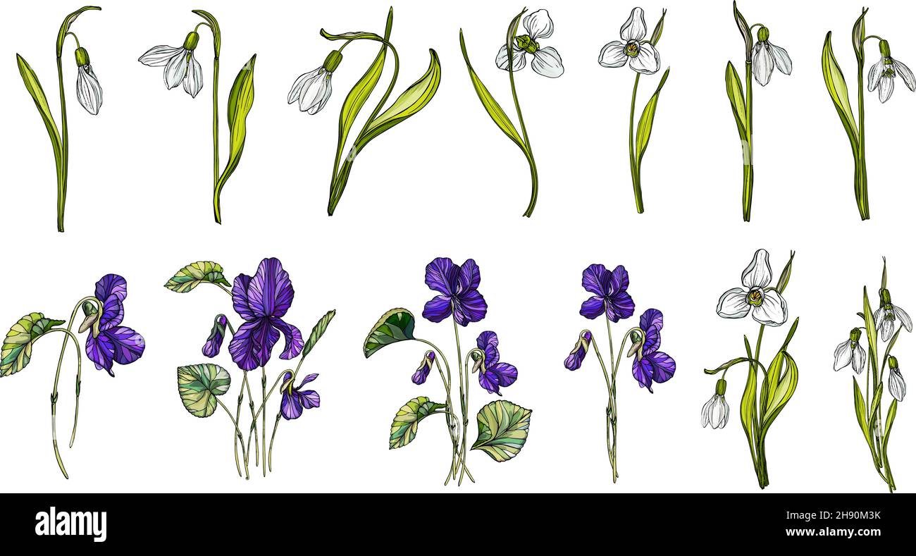 Vector set of colors of snowdrop and violets Stock Vector Image & Art ...