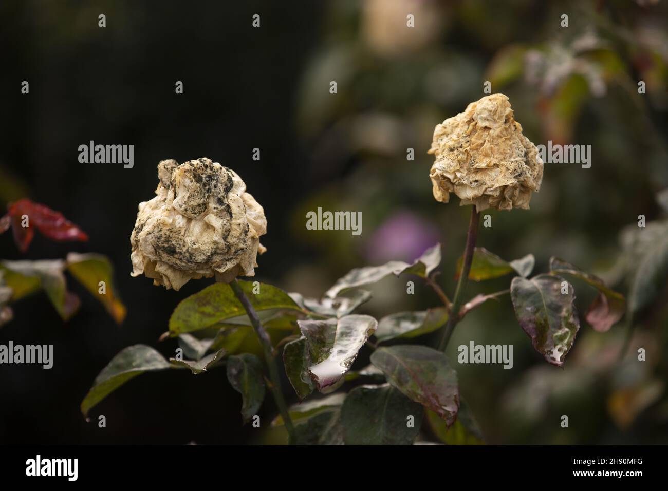 Wilted bush roses hi-res stock photography and images - Alamy