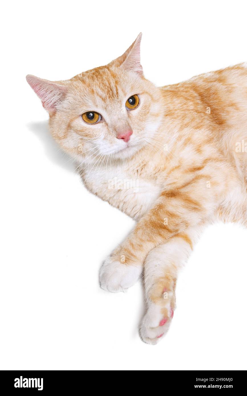 Beautiful fluffy cute red and white cat, pet lying on floor isolated on ...
