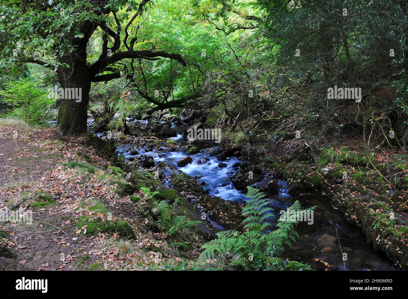 River taw dartmoor hi-res stock photography and images - Alamy