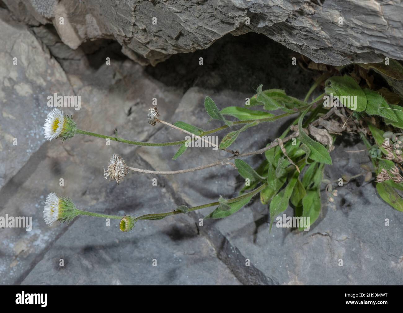 Gaudin's Fleabane, Erigeron schleicheri, in flower on limestone cliff ...