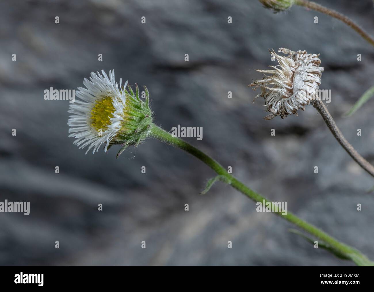 Gaudins fleabane hi-res stock photography and images - Alamy