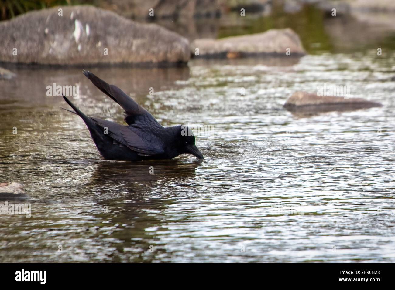 Beautiful shot of a black crow drinking water from the river Stock ...