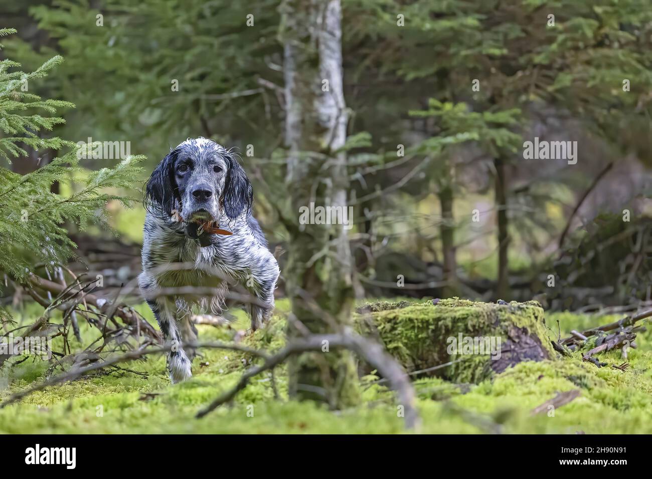 English setter dog adult hi-res stock photography and images - Alamy
