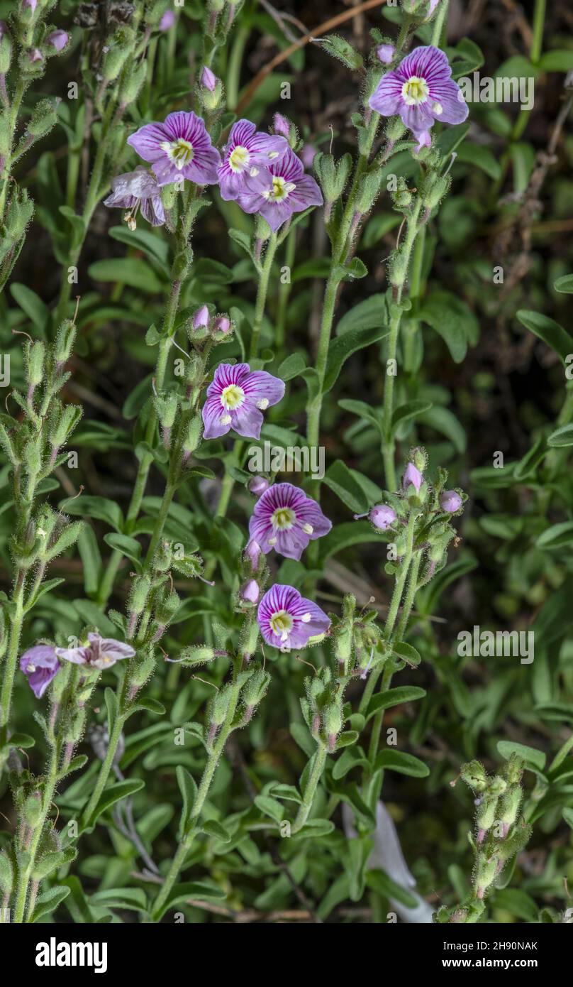 Shrubby-stalked speedwell, Veronica fruticulosa, on limestone cliff, in ...