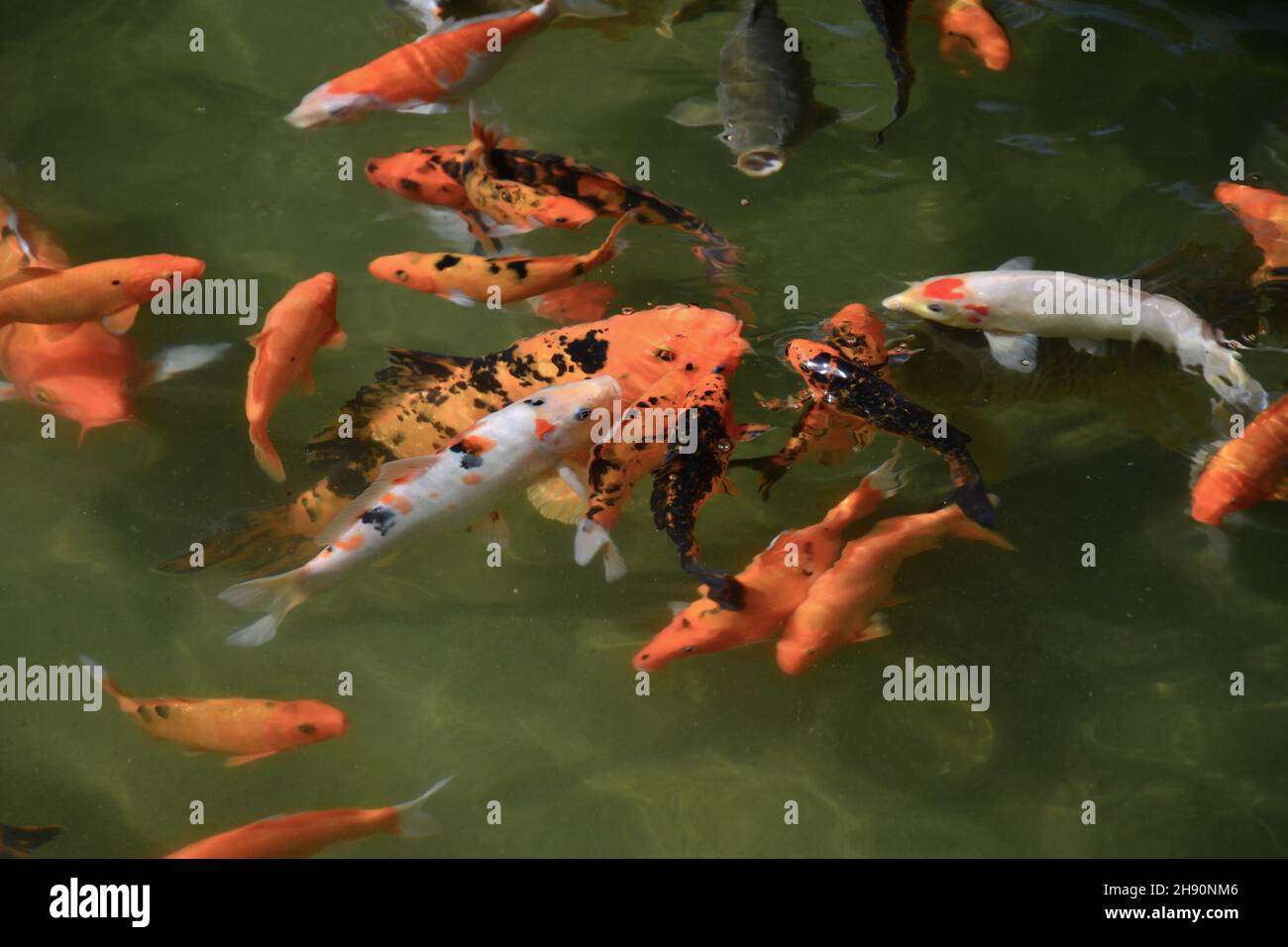 Color carp koi fishes hi-res stock photography and images - Alamy