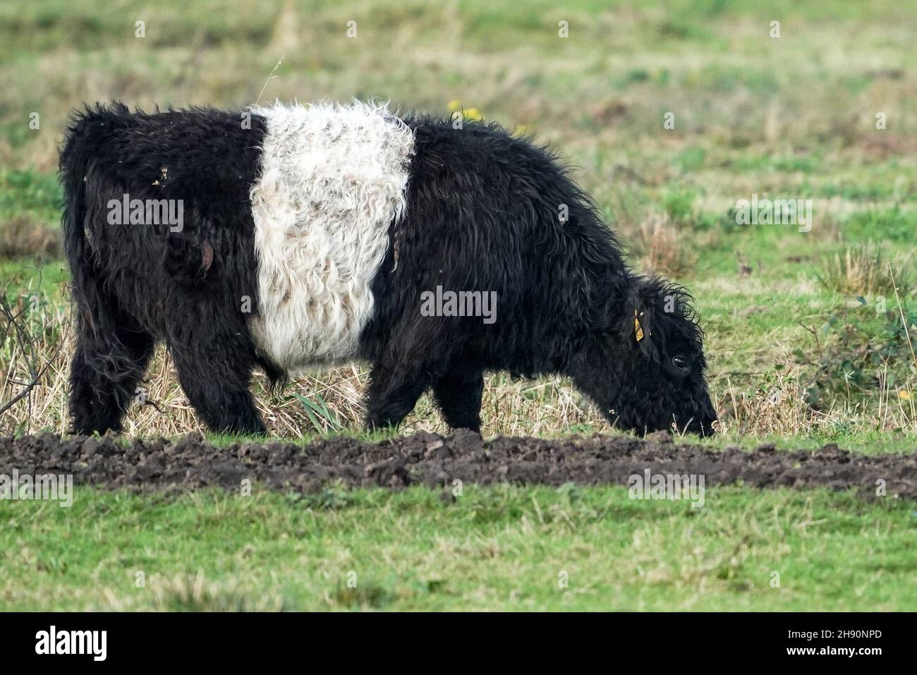 Galloways are most often black hi-res stock photography and images - Alamy
