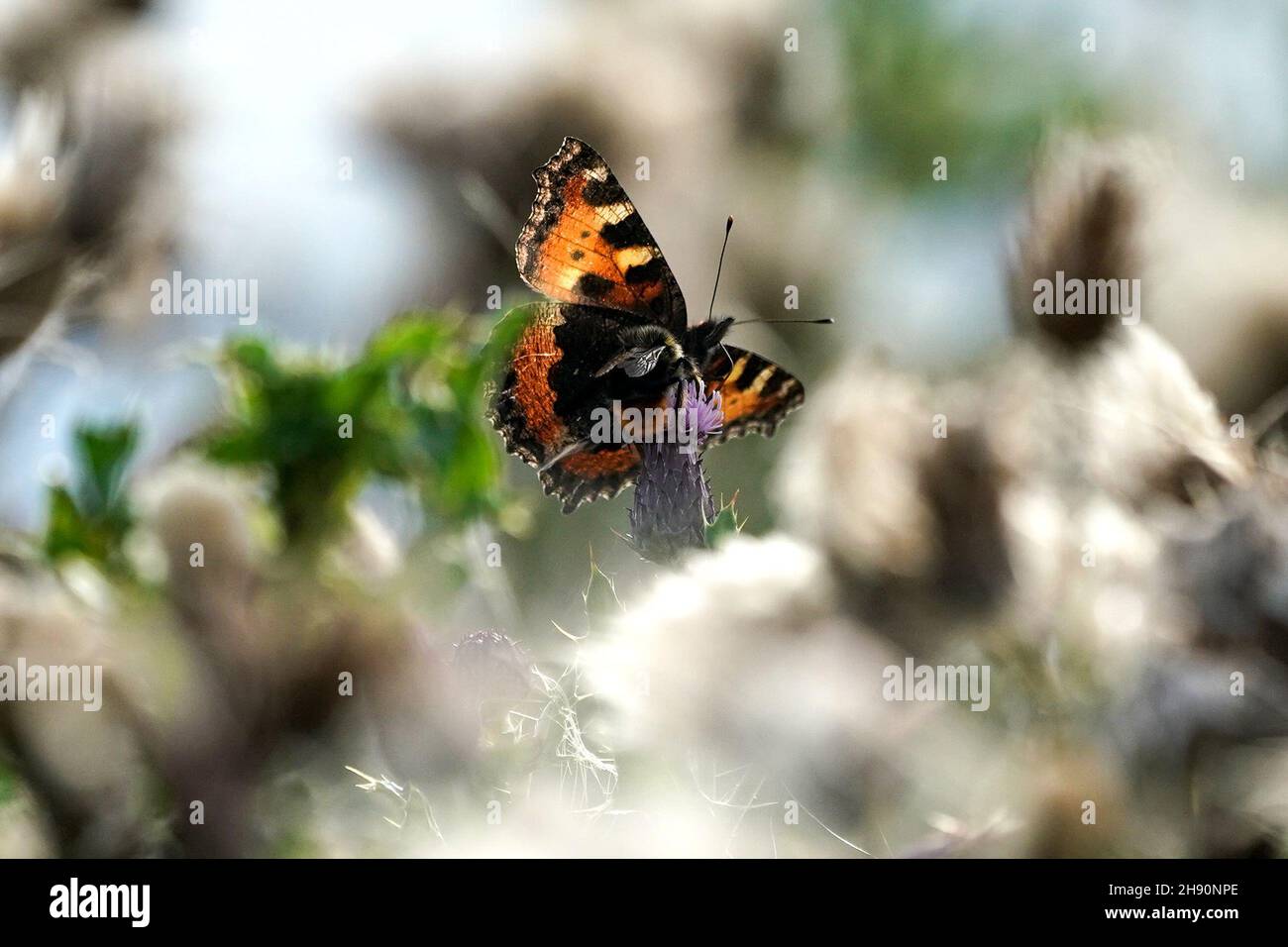 Small Tortoiseshell Widespread throughout Britain and Ireland, commonly ...