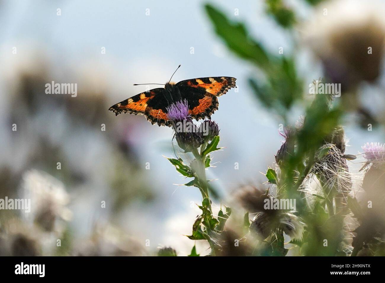 Commonly seen in butterfly gardens hi-res stock photography and images ...