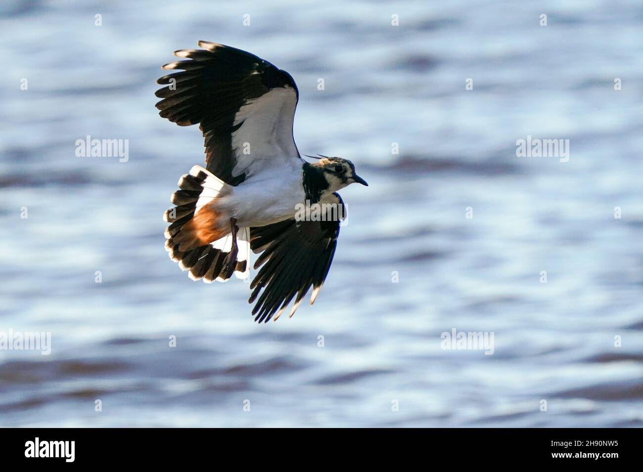 Crested plovers hi-res stock photography and images - Alamy