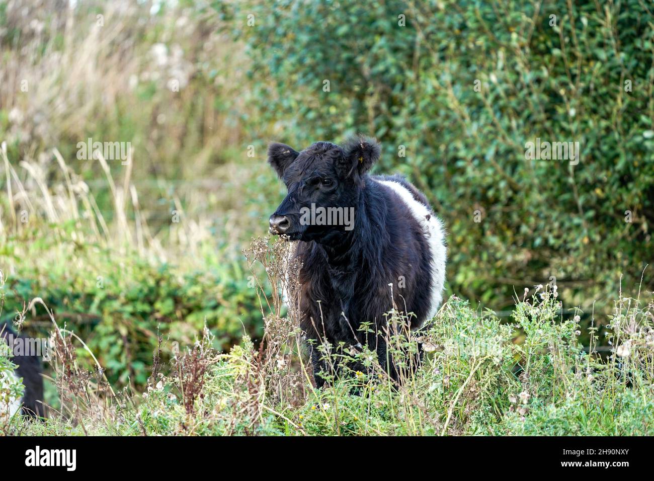 The Belted Galloway is a traditional Scottish breed of beef cattle. It ...