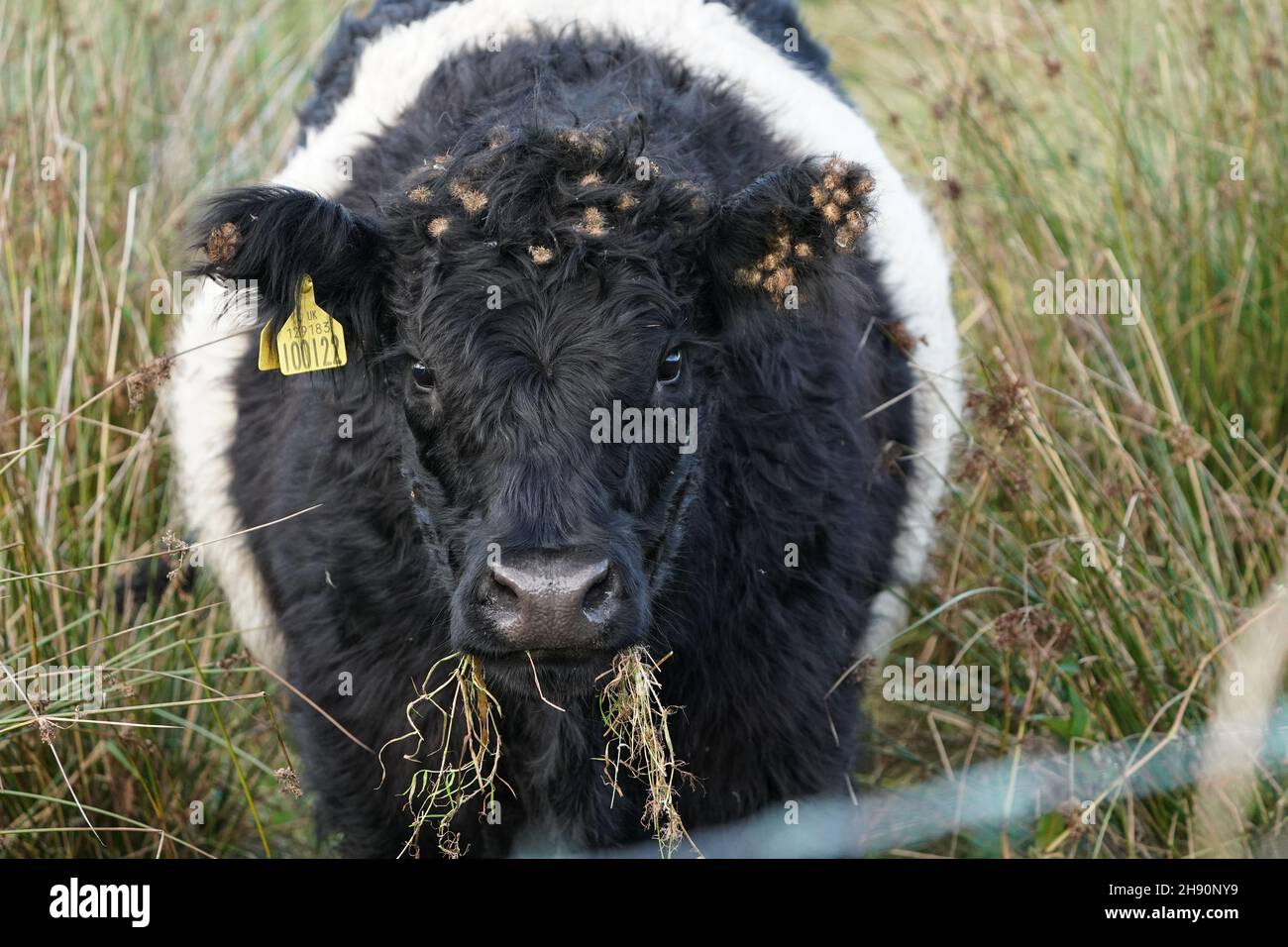 The Belted Galloway is a traditional Scottish breed of beef cattle. It ...