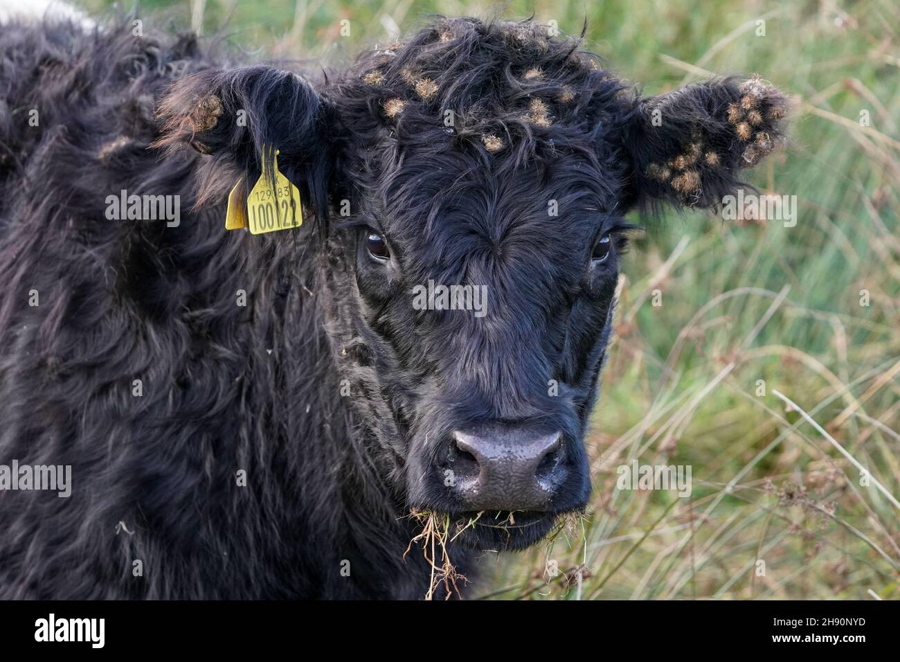 The Belted Galloway is a traditional Scottish breed of beef cattle. It ...
