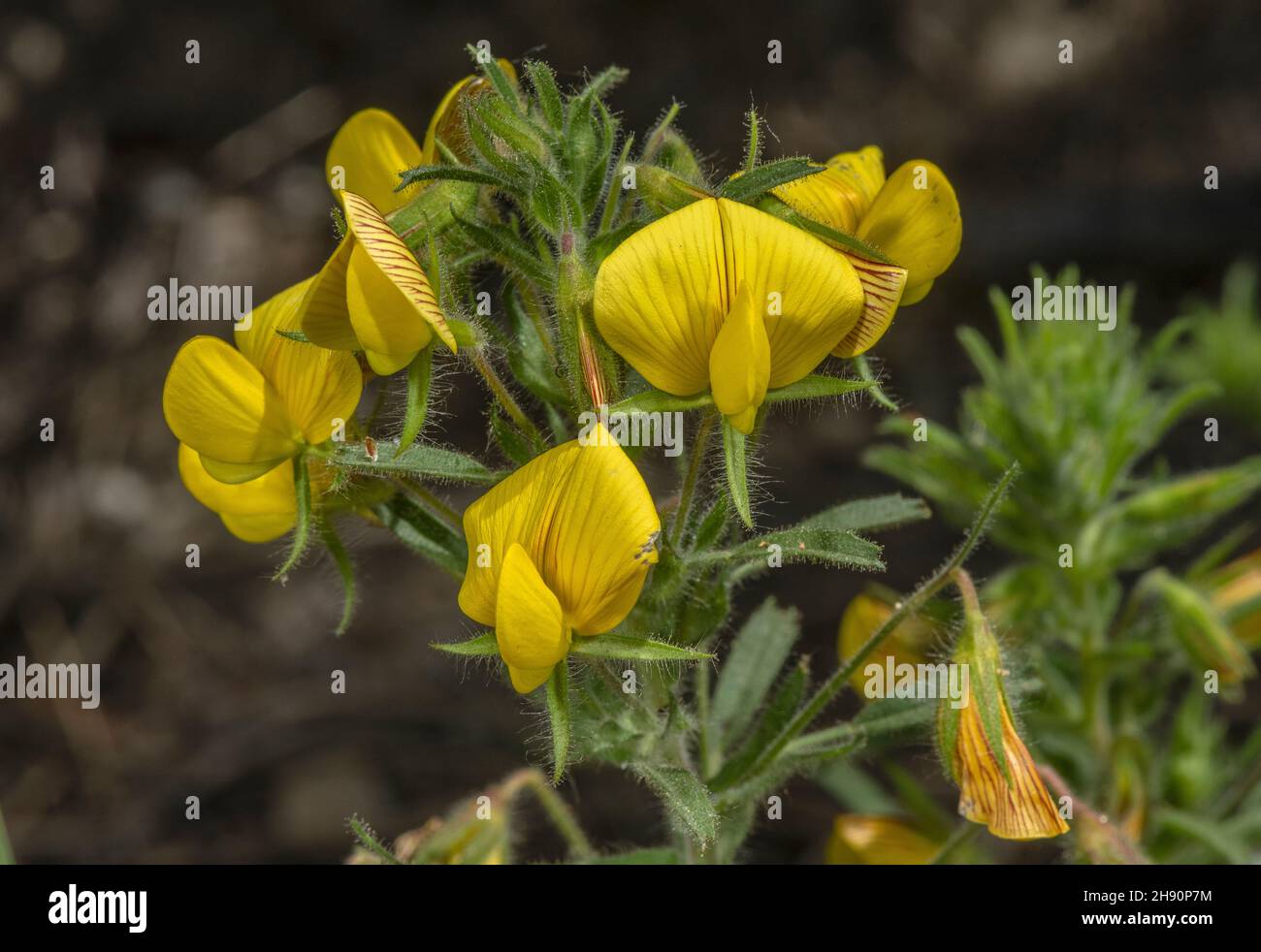 Yellow restharrow ononis natrix hi-res stock photography and images - Alamy