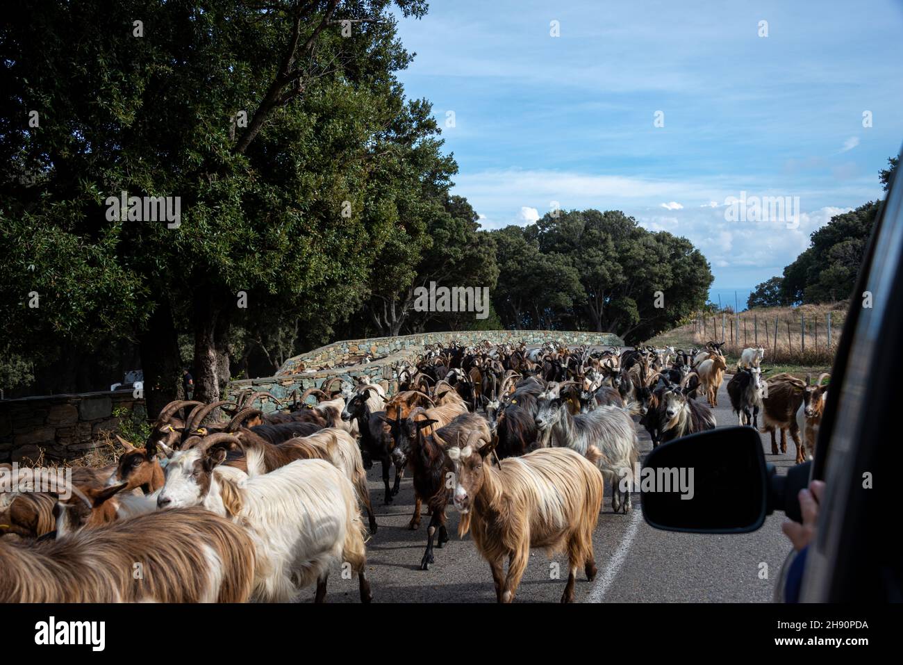 Seasonal Migration
