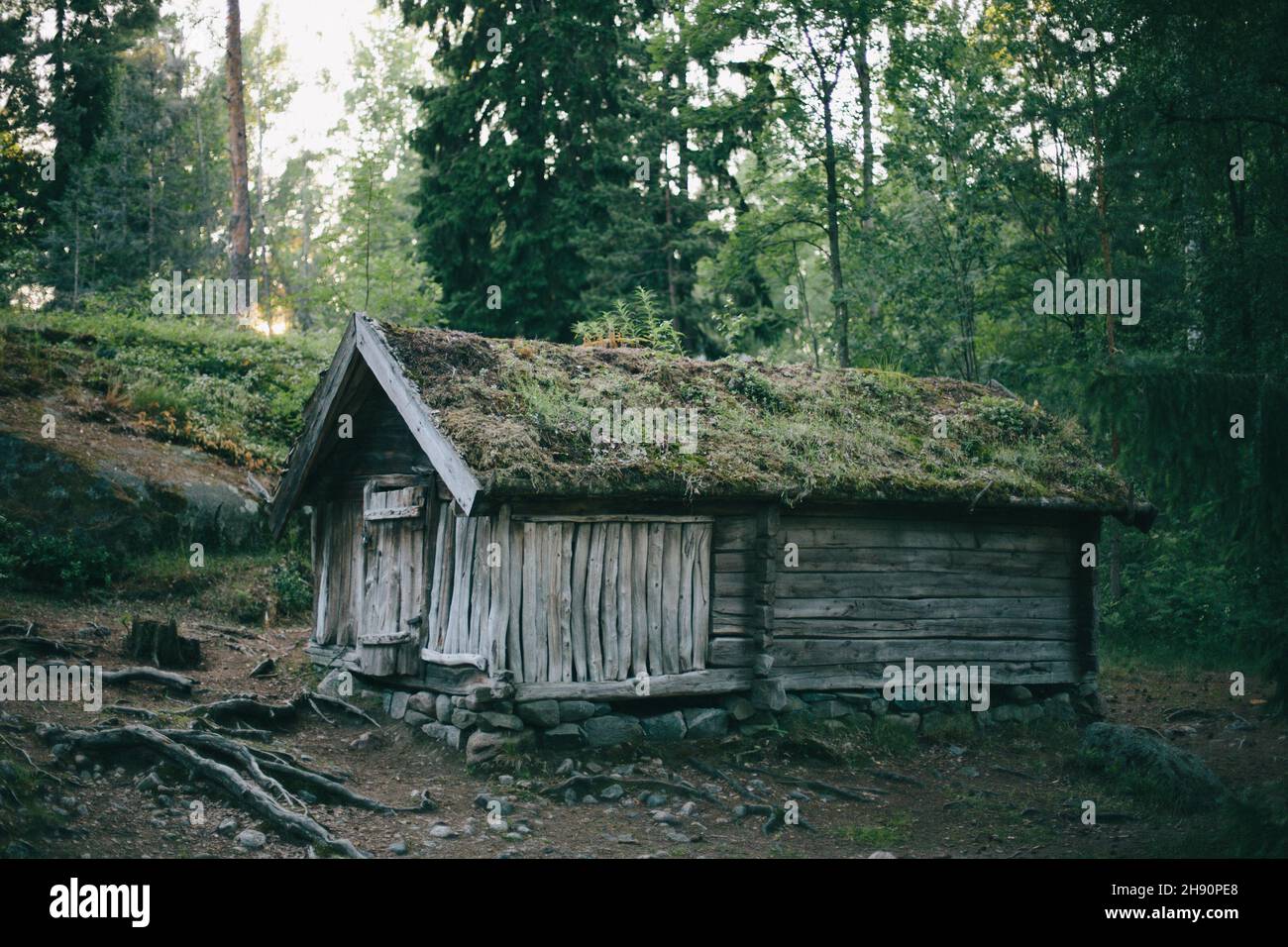 Enchanted secluded forest log hut with green moss roof surrounded by ...