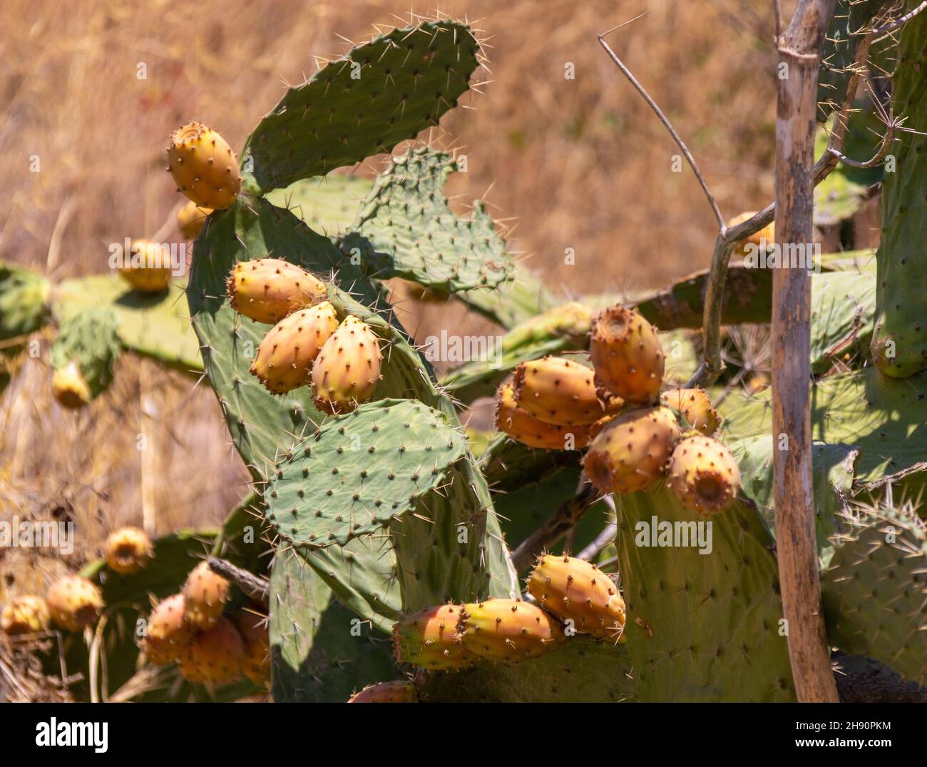 Prickly pear cactus, Bodrum, Turkey Stock Photo - Alamy