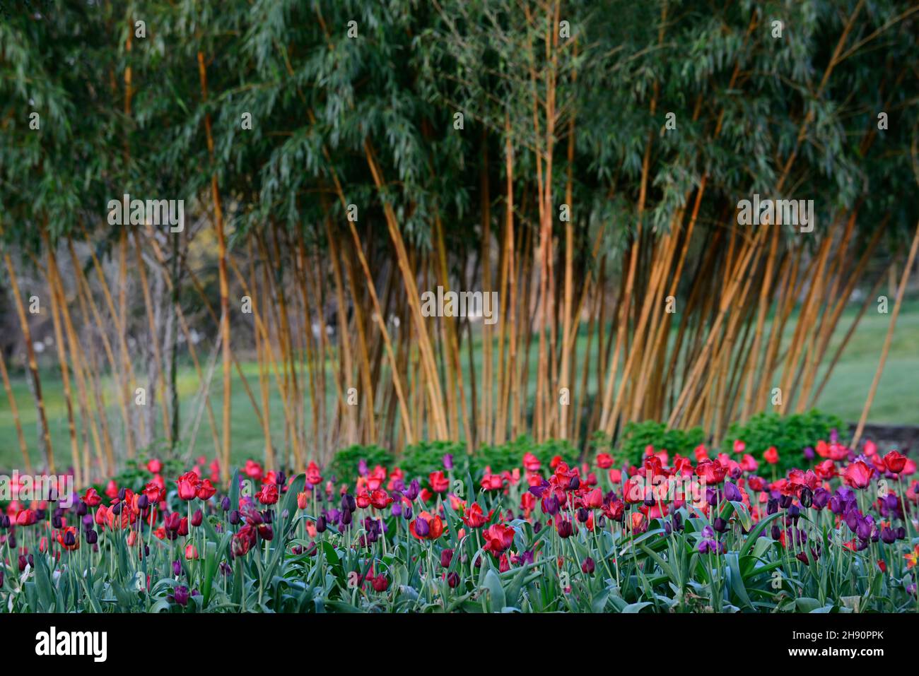 Tulip display,tulips,tulipa,tulip merlot,tulipa continental,tulipa ...