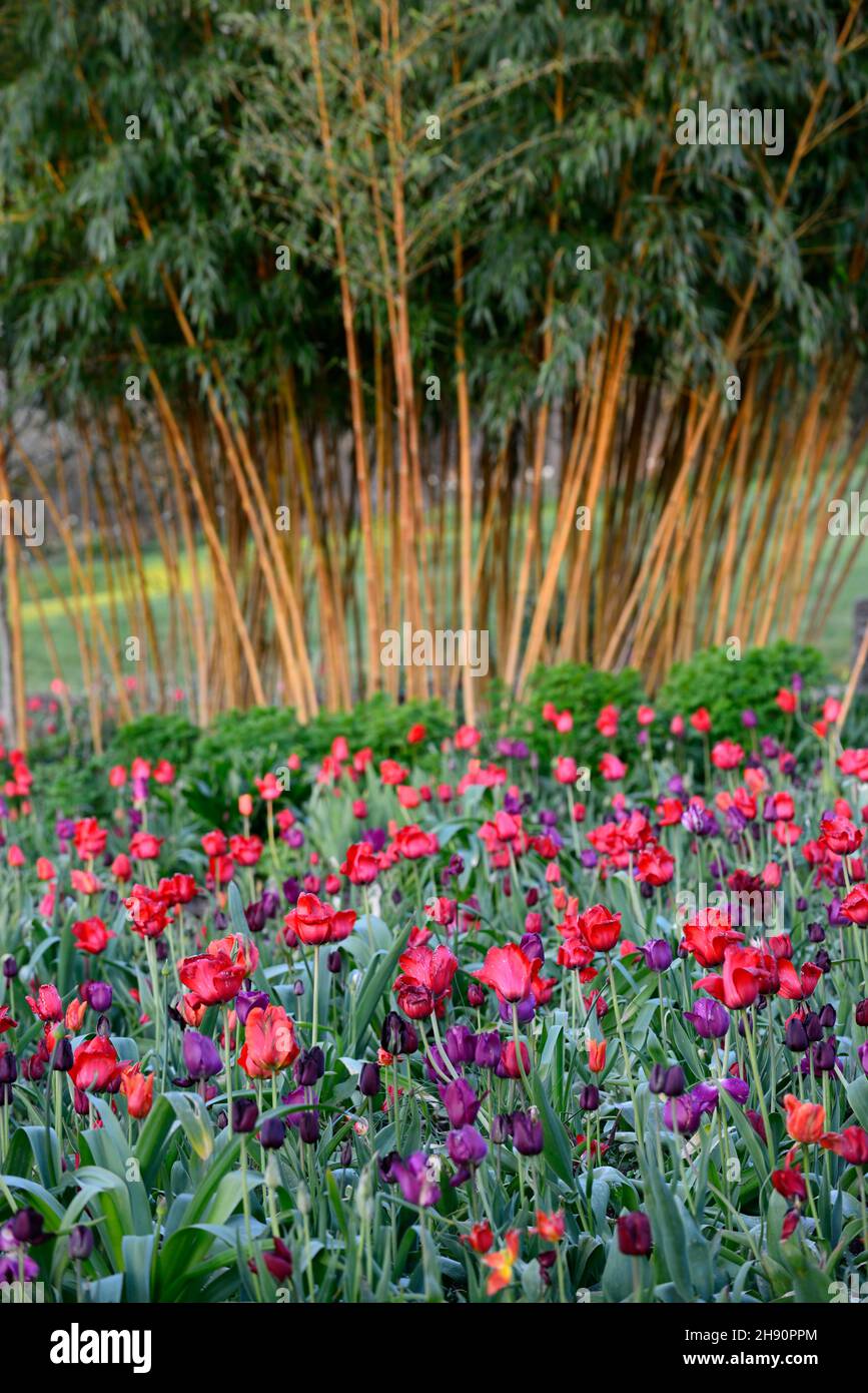 Tulip display,tulips,tulipa,tulip merlot,tulipa continental,tulipa ...