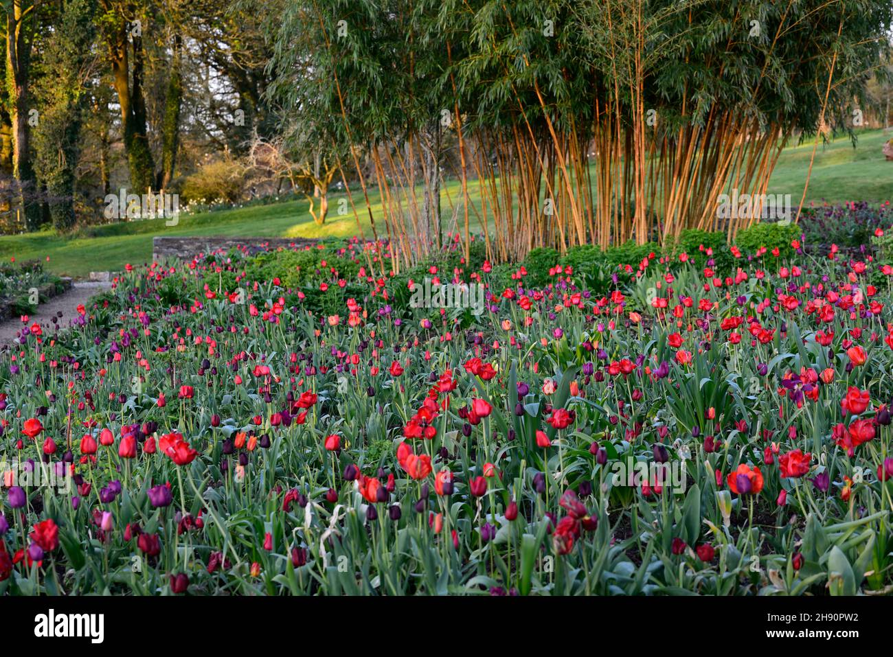 June Blakes Garden,Wicklow,Tulip display,tulips,tulipa,tulip merlot ...