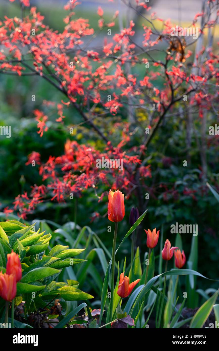 Backlighting on tulips hi-res stock photography and images - Alamy
