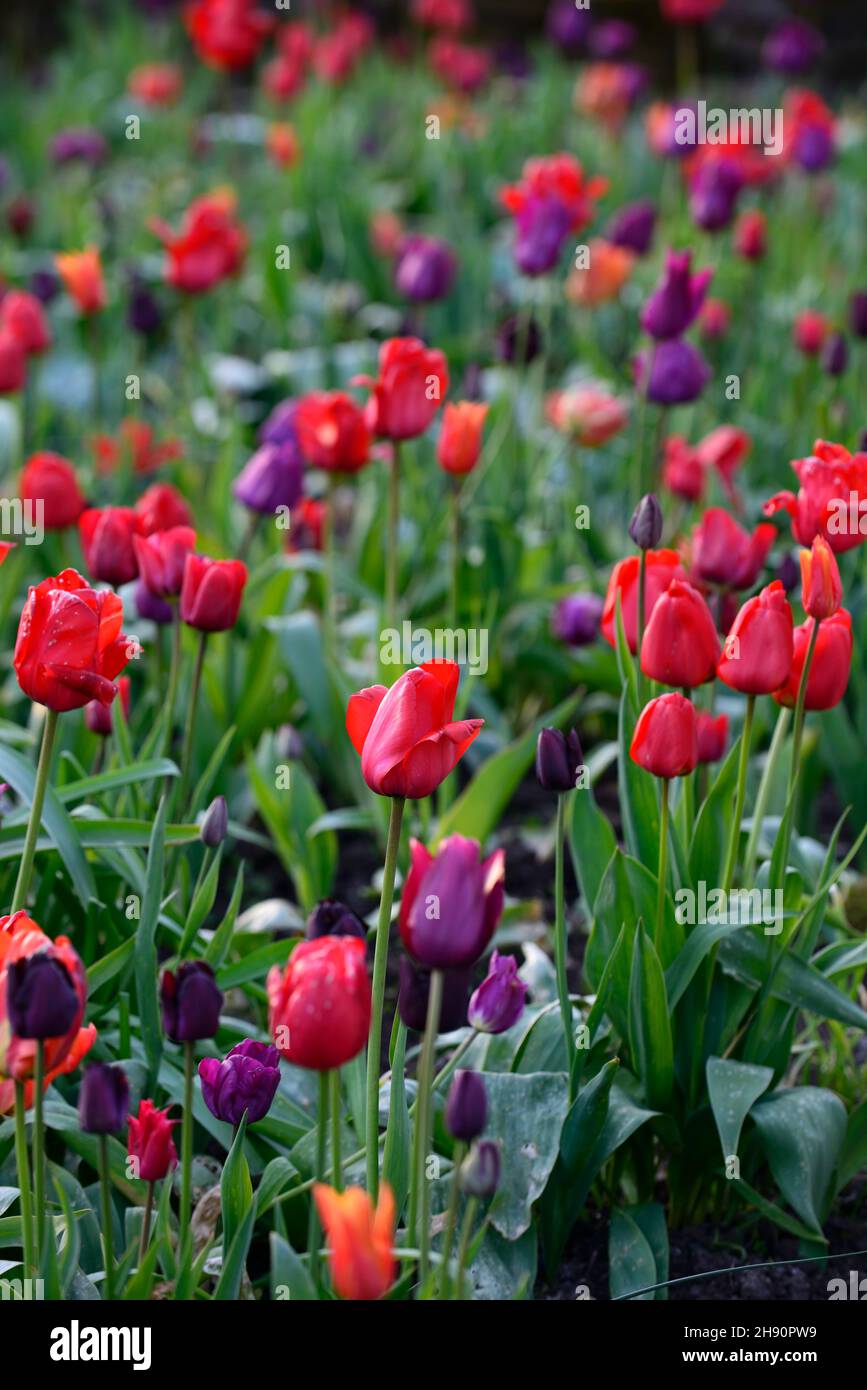 Tulip display,tulips,tulipa,pink,red,orange,purple,mixed tulips,mixed ...