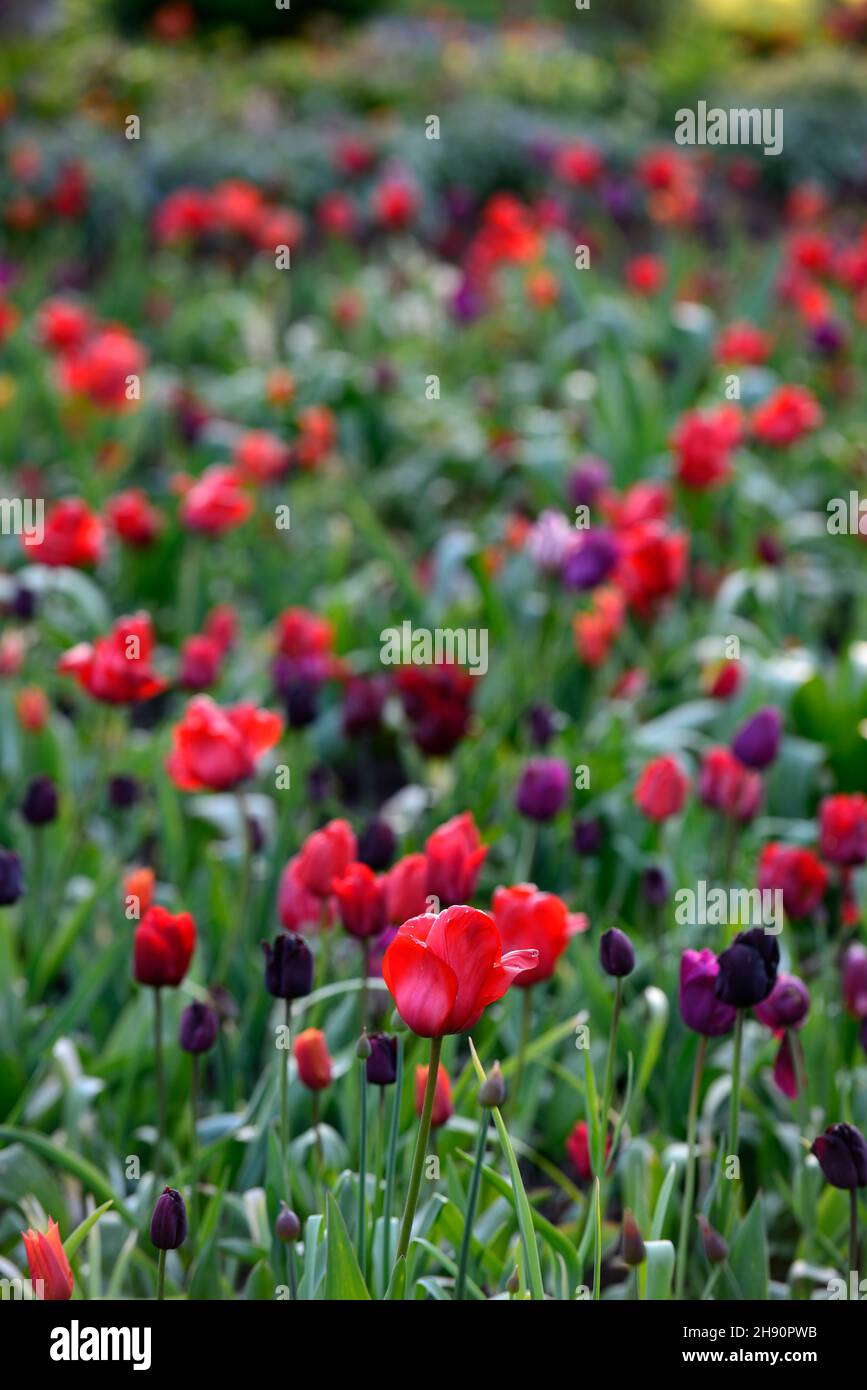 Tulip display,tulips,tulipa,pink,red,orange,purple,mixed tulips,mixed ...