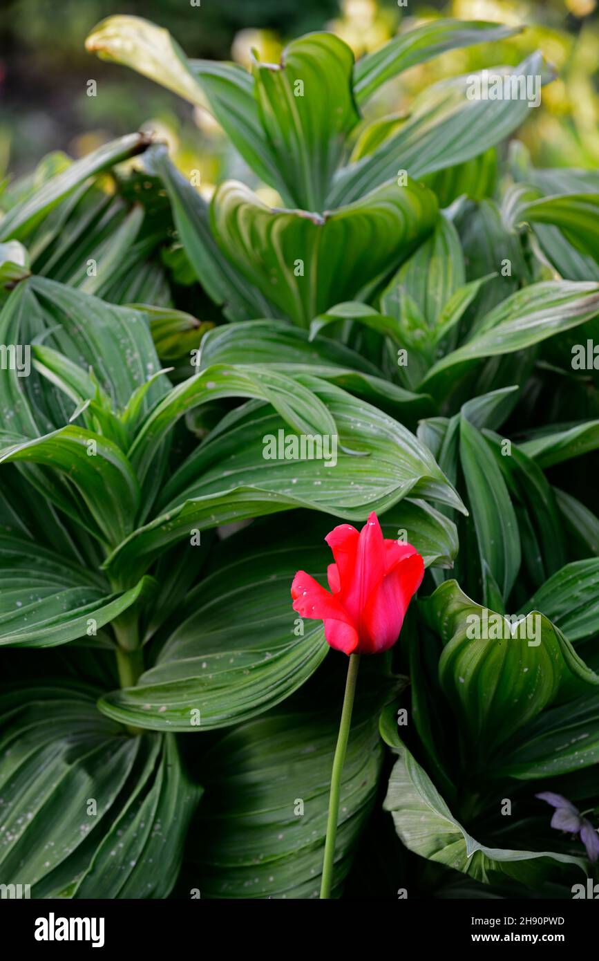 red tulip,veratrum,leaves,foliage,false hellebore,mixed planting scheme ...