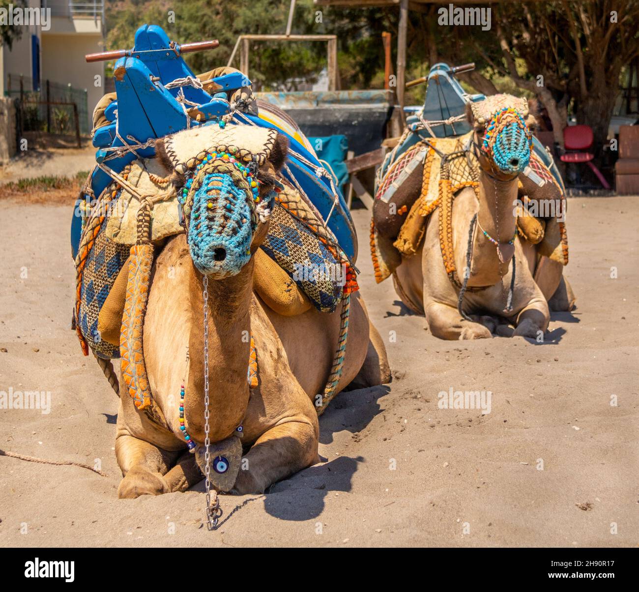 Camel beach bodrum turkey hi-res stock photography and images - Alamy