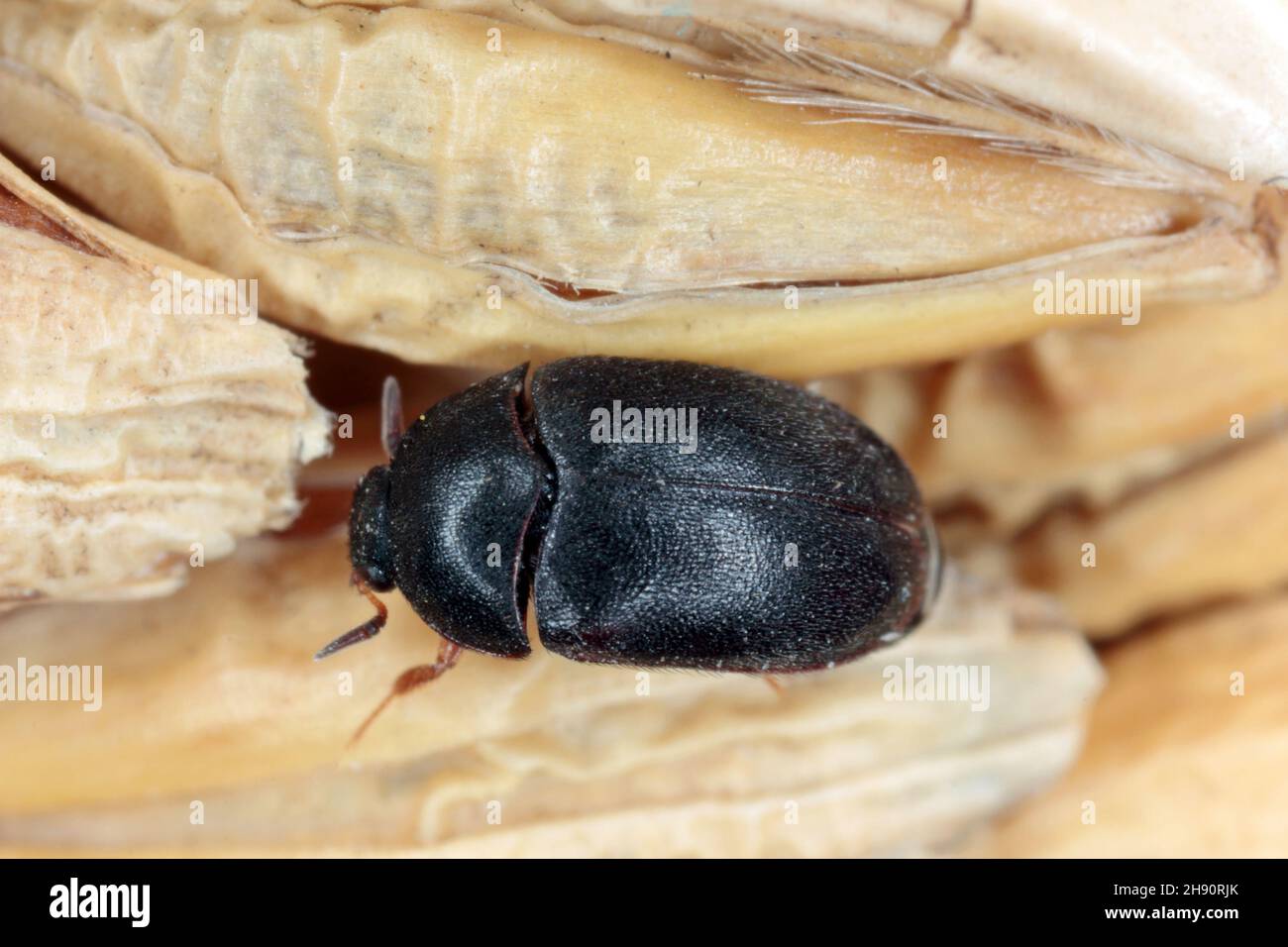 Dermestidae