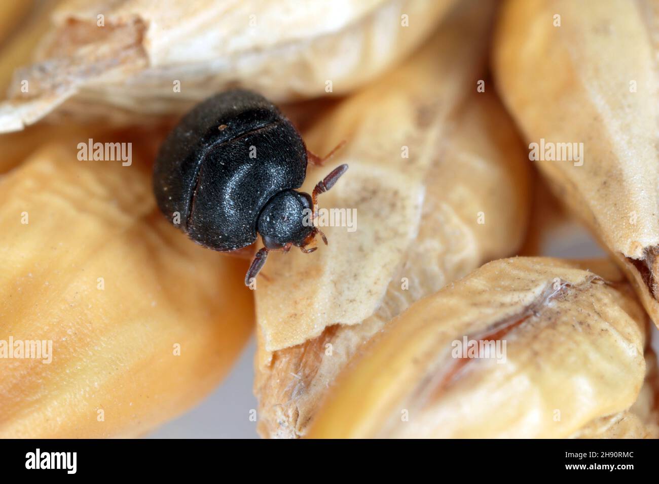 The black carpet beetle Attagenus unicolor Dermestidae family common ...