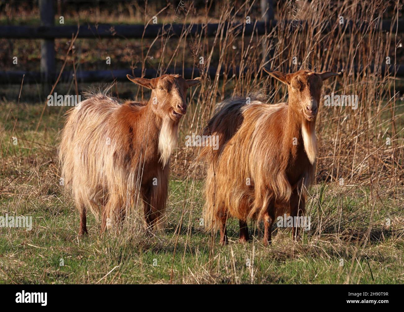 Two rare breed Golden Guernsey Goats grazing in a field in Autumn ...