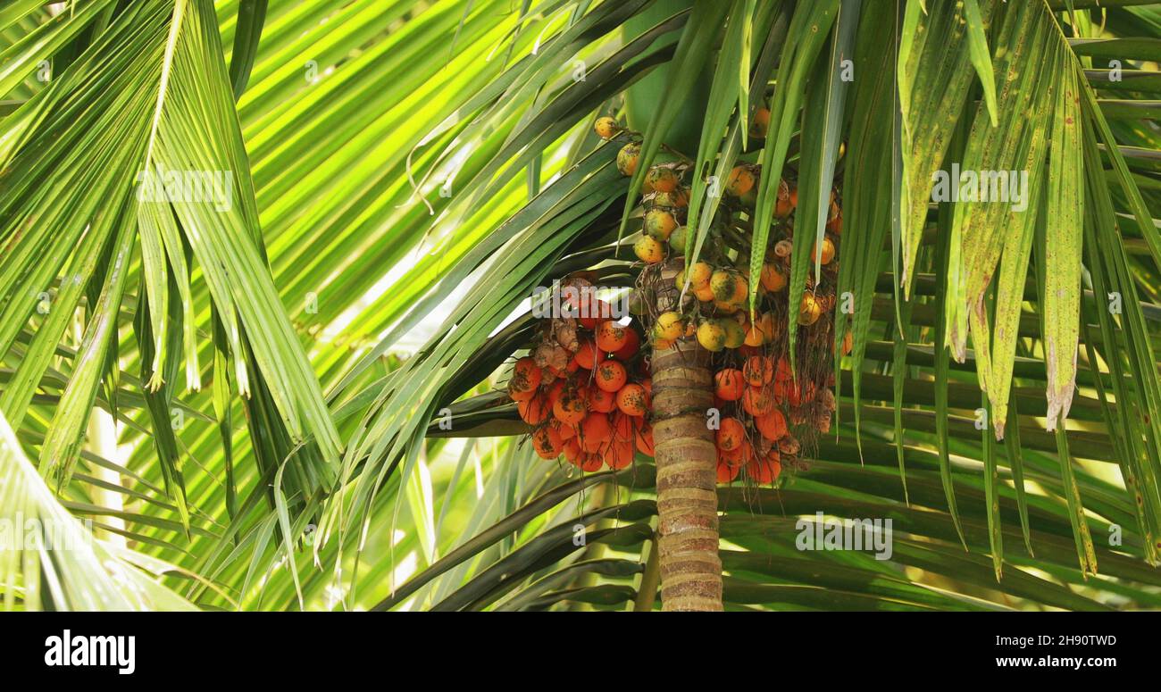 Goa, India. Areca Catechu Palm With Narcotic Nuts On Background Green ...