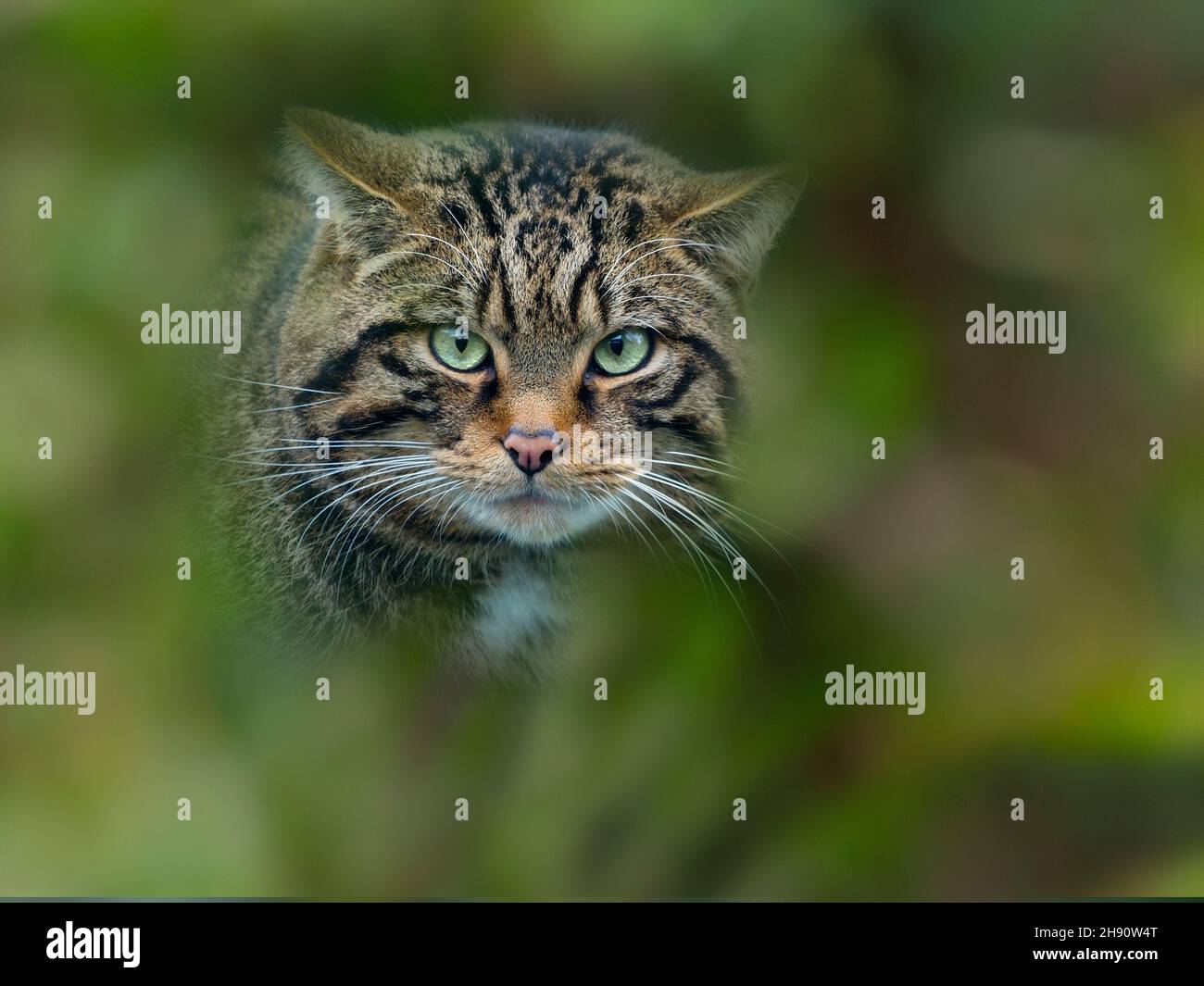 European wildcat Felis silvestris silvestris Stock Photo - Alamy