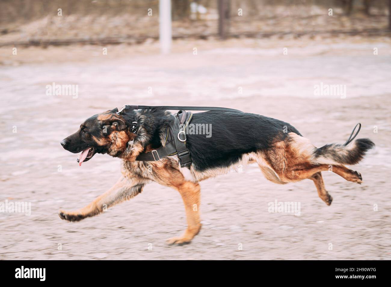 Fast running wolf hi-res stock photography and images - Alamy