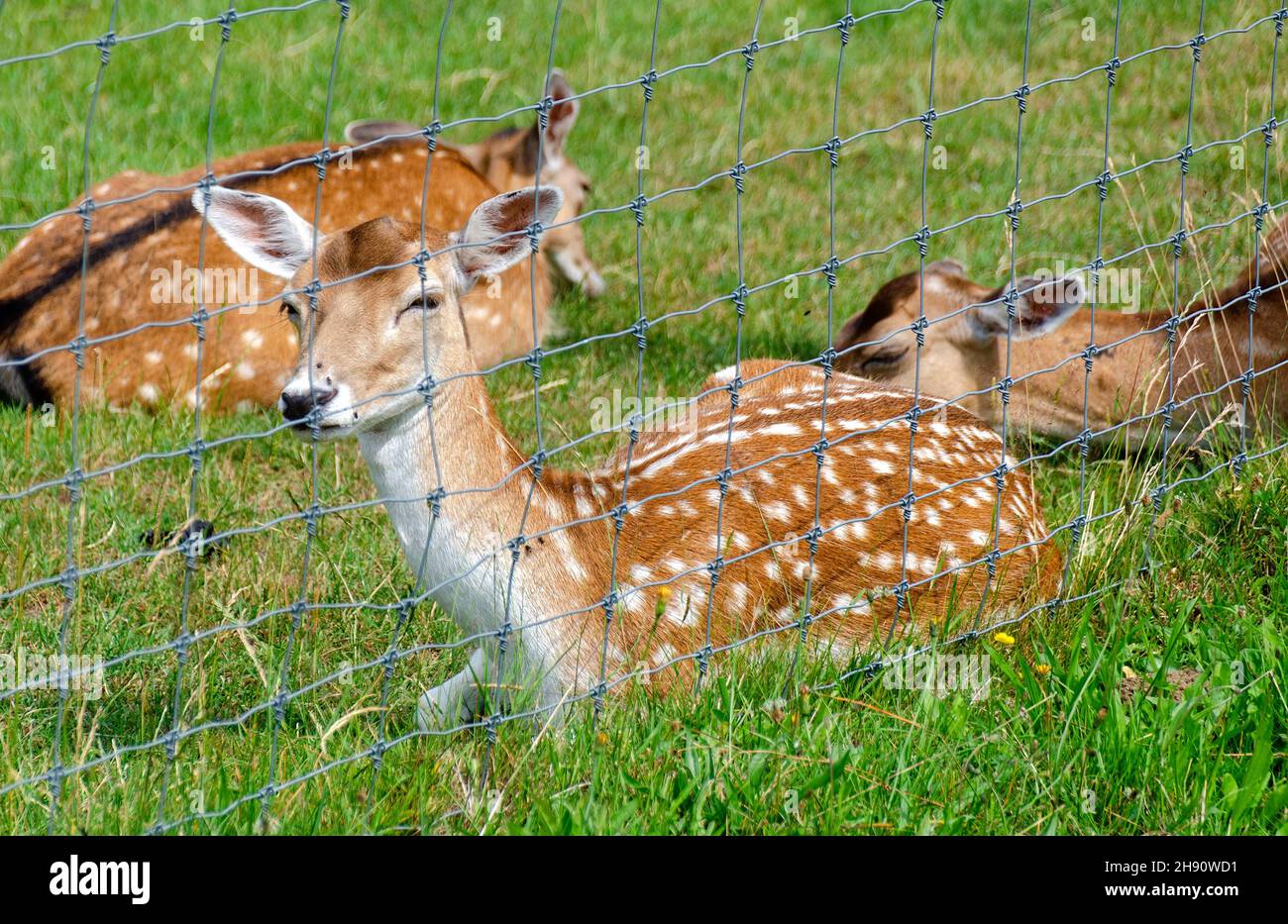 Red deer enclosure hi-res stock photography and images - Alamy