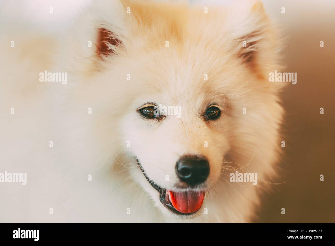 White Samoyed dog puppy close up portrait Stock Photo - Alamy