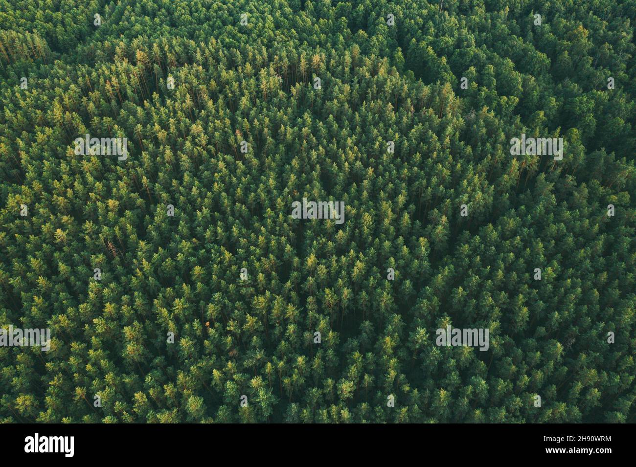 Coniferous forest evening hi-res stock photography and images - Alamy