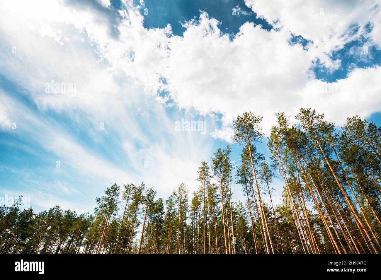 Young Densely Planted Pine Grove Copse Coppice Of Tall Thin Coniferous ...